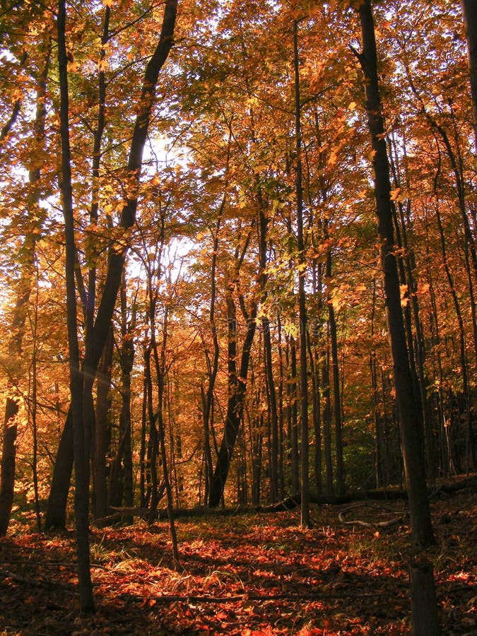 Golden September leaves stock image. Image of leaf, brown - 6671321