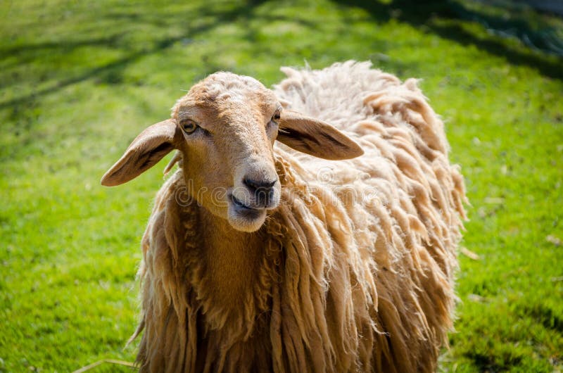 Golden Sheep stock photo. Image of lamb, grass, isolated - 14428972