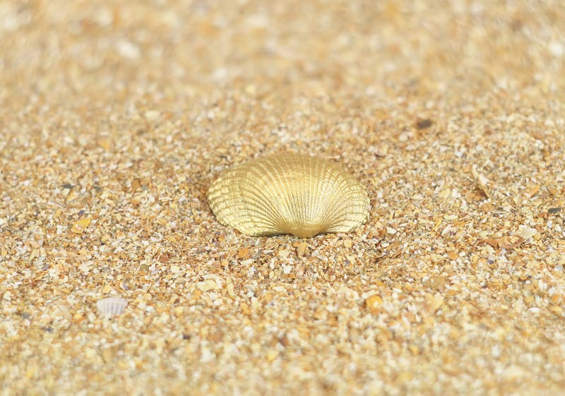 Golden shell stock photo. Image of resort, piece, coarse - 35906828