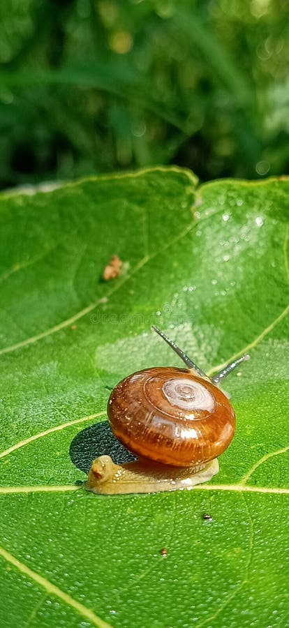 Golden Shell Shining Snail on Leaf Stock Image - Image of shining ...