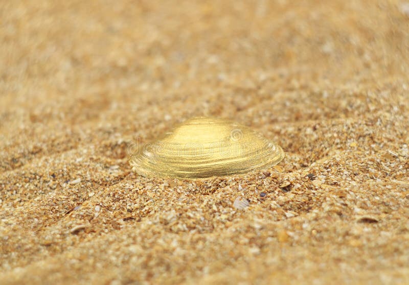 Golden shell stock photo. Image of piece, money, conch - 35672504