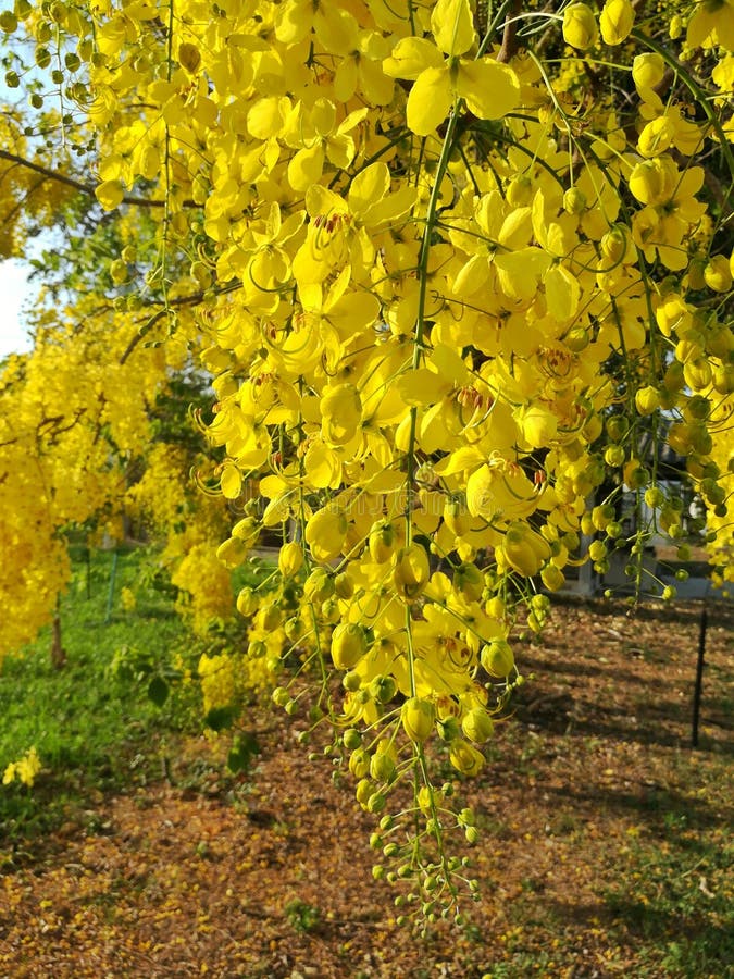 Golden shower flower. stock image. Image of garden, thailand - 89623527