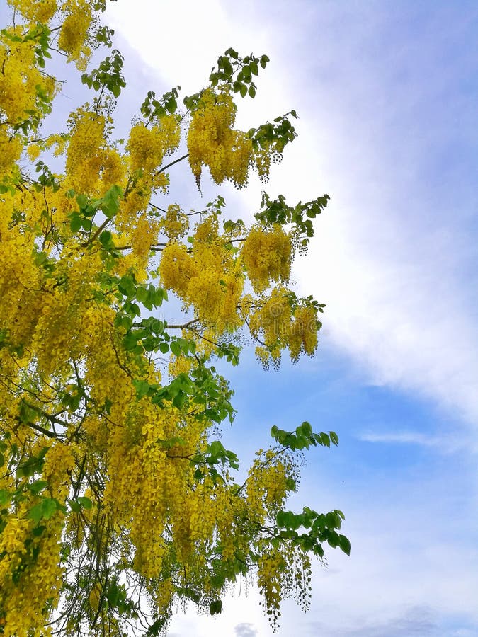 Golden Shower Flower stock image. Image of blue, flower - 91370109