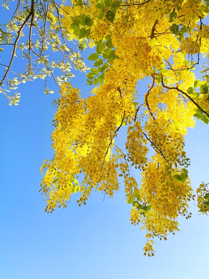 Golden Shower Flower stock image. Image of deciduous - 91371717