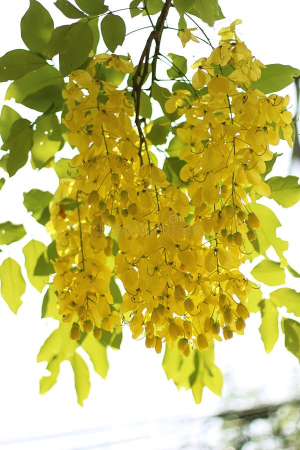 Golden shower flowers stock photo. Image of blossom, cassia - 53779176