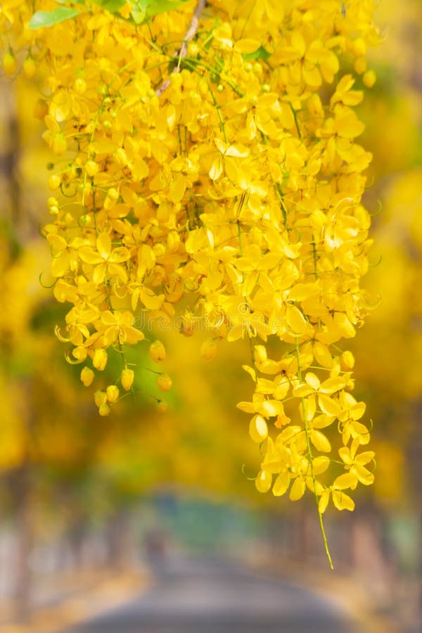 Golden Shower Flowers or Cassia Fistula Flowers Blooming Stock Photo ... Golden Shower Flowers or Cassia Fistula Flowers Blooming Stock Photo ...