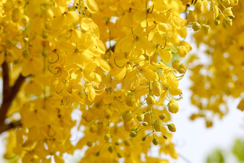 1,253 Shower Golden Light Stock Photos - Free & Royalty-Free Stock ...