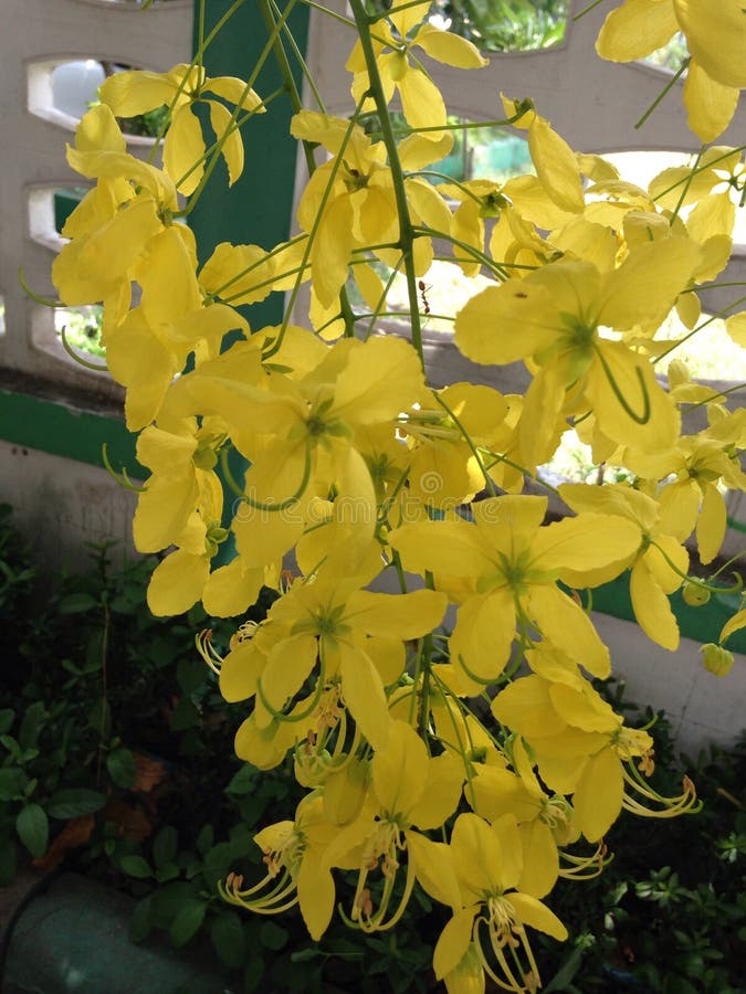 Golden shower stock image. Image of golden, harvest, nature - 47734257