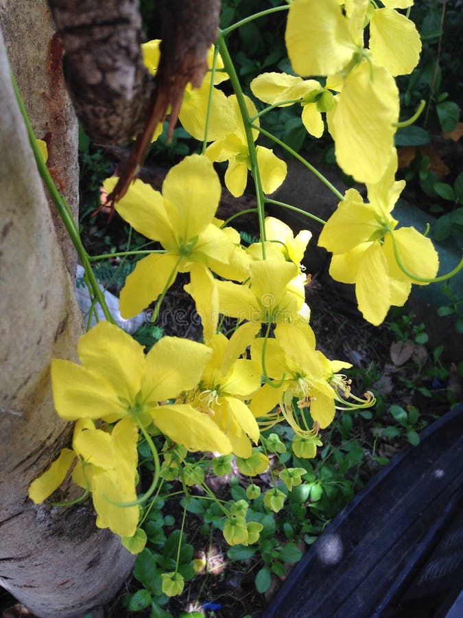 Golden shower stock photo. Image of sunshine, tree, shower - 47734512
