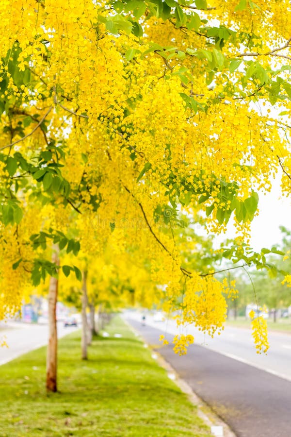 Golden shower stock image. Image of detail, beautiful - 90011621