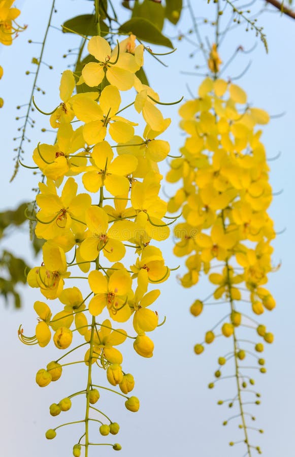 Golden Shower Tree or Cassia Fistula in Khon Kaen Stock Photo - Image ...