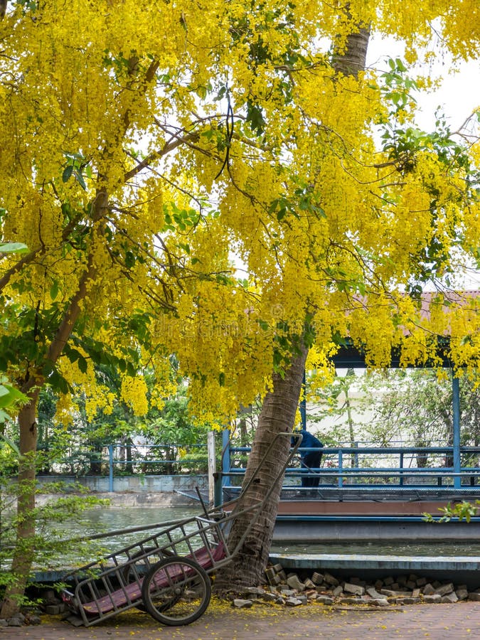 Golden shower tree stock photo. Image of floral, beautiful - 91865596