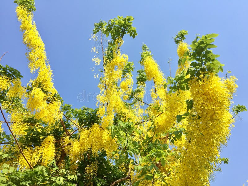 Golden Shower Tree stock image. Image of decorative - 114481885