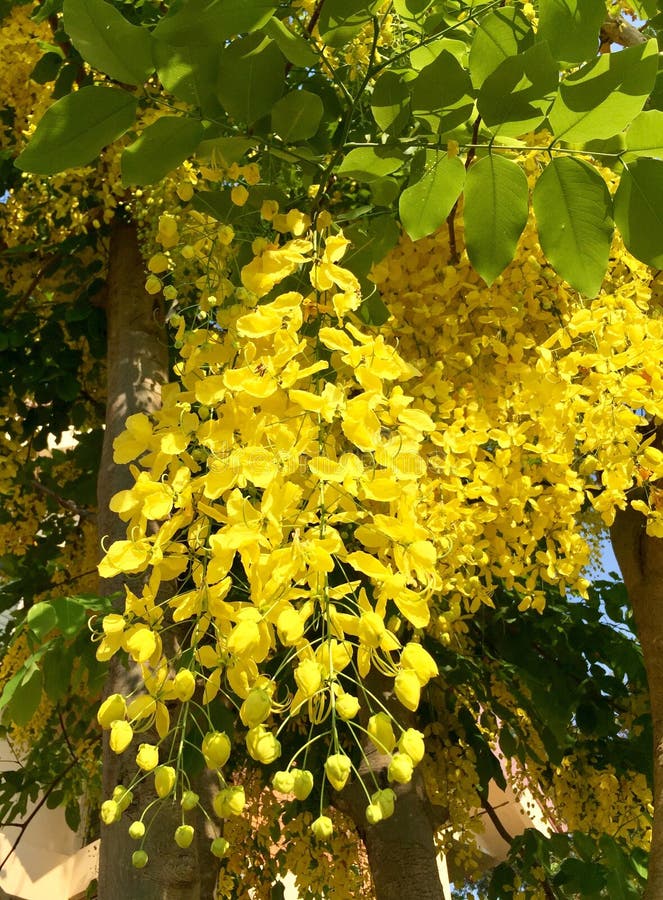 Golden Shower Tree stock photo. Image of blossom, fistula - 114481870