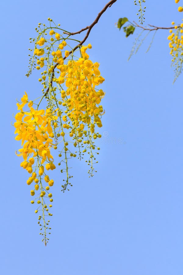 Golden shower tree flowers stock image. Image of decorate - 40128143