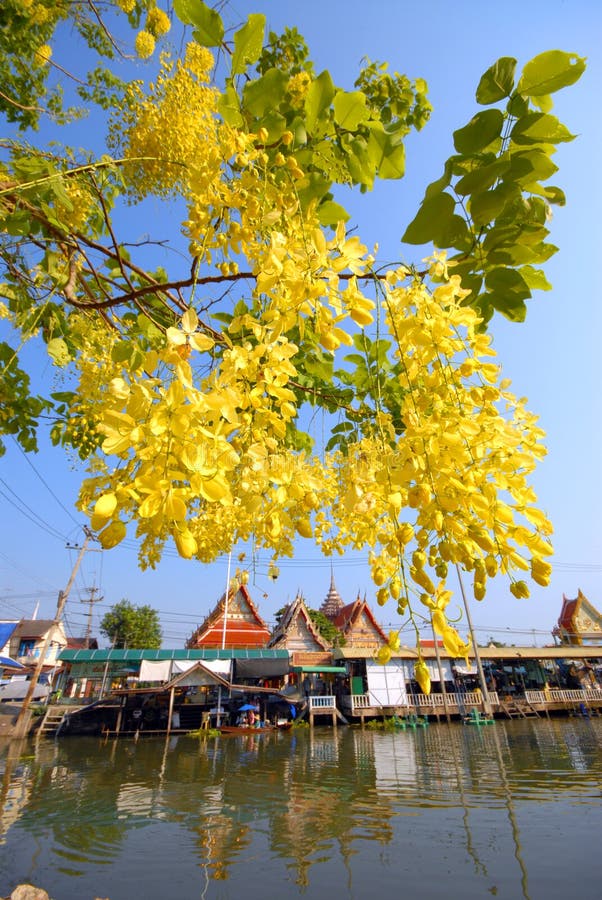 Golden Shower Tree in Front of the Temple. Editorial Stock Image ...