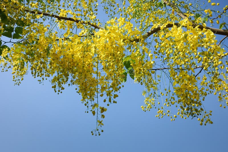 Golden Shower Tree stock photo. Image of garden, apocynaceae - 115112232