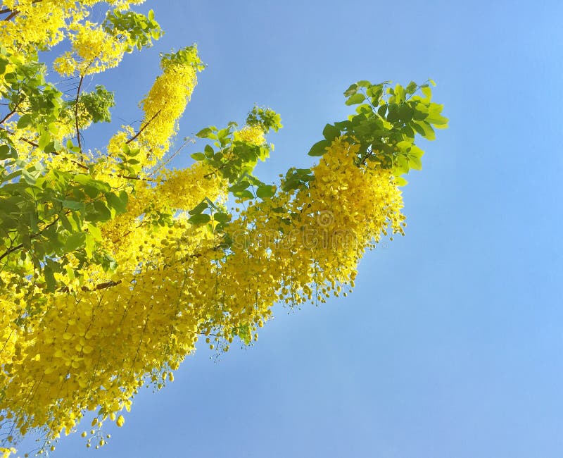 Golden Shower Tree stock image. Image of decoration - 114481825