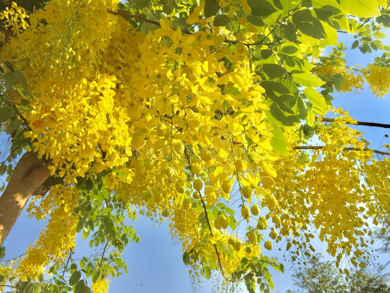 Golden Shower Tree stock image. Image of decorative - 114481885