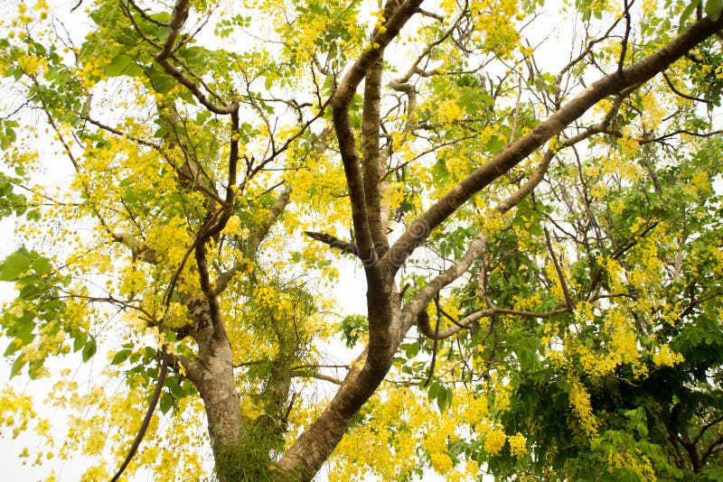 Golden Shower Tree stock photo. Image of tree, yellow - 52790296