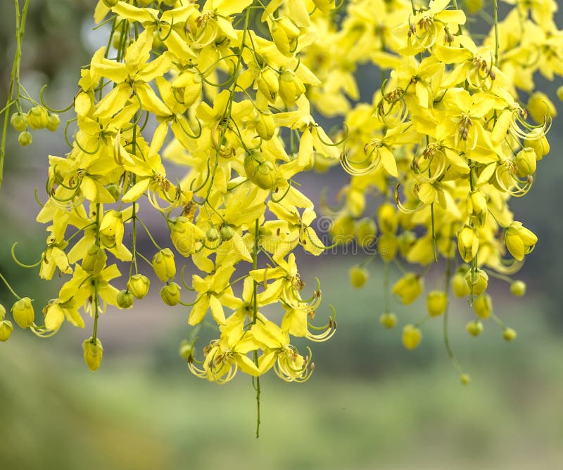 Golden Shower yellow stock photo. Image of natural, cassia - 39774838