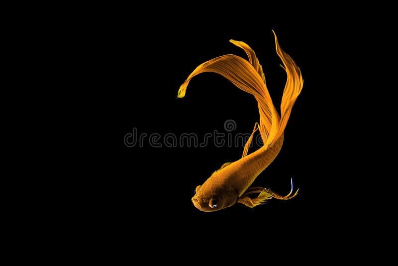 Golden Siamese Fighting Fish (Betta Splendens) Isolated on Black Stock ...