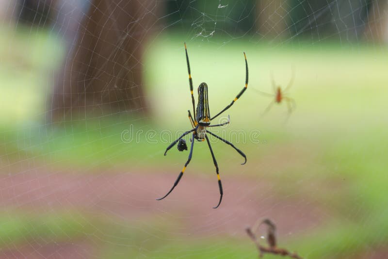 Golden SIlk Orb Weaving Spider Stock Photo - Image of exotic, bite ...