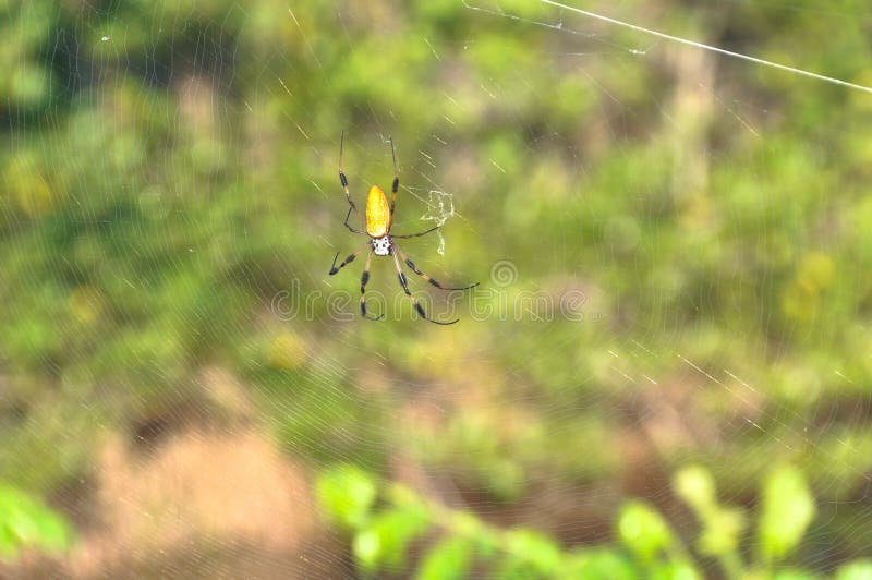 The Golden Silk Spider, Florida Stock Photo - Image of tuft, organism ...