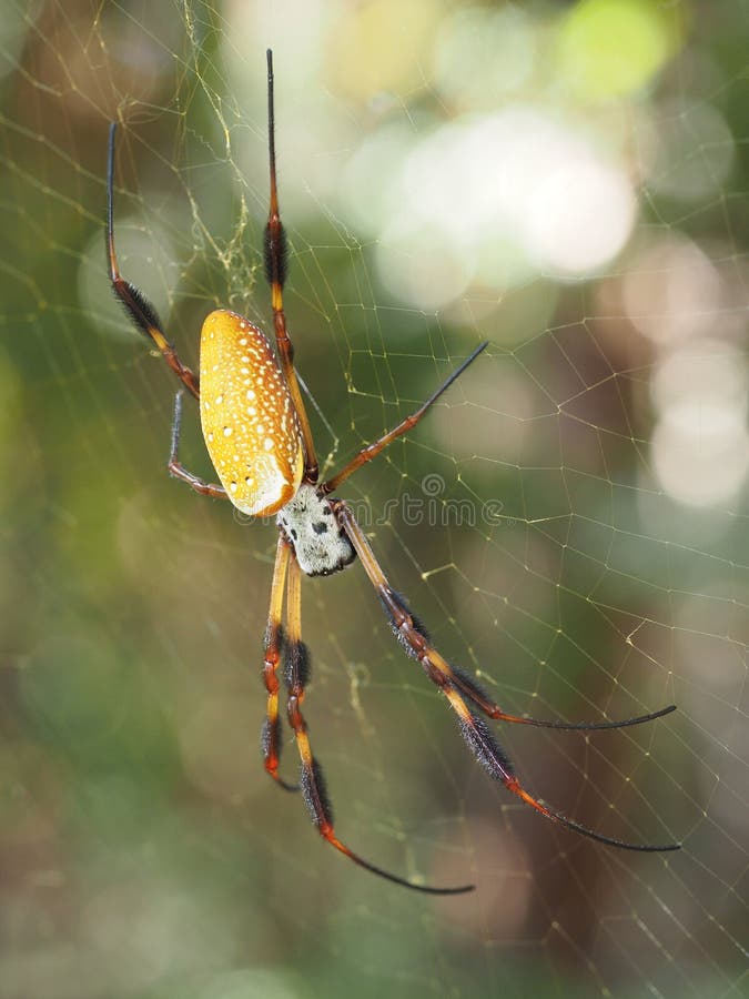 Golden-Silk Spider on it S Web Stock Image - Image of arachnid, orange ...