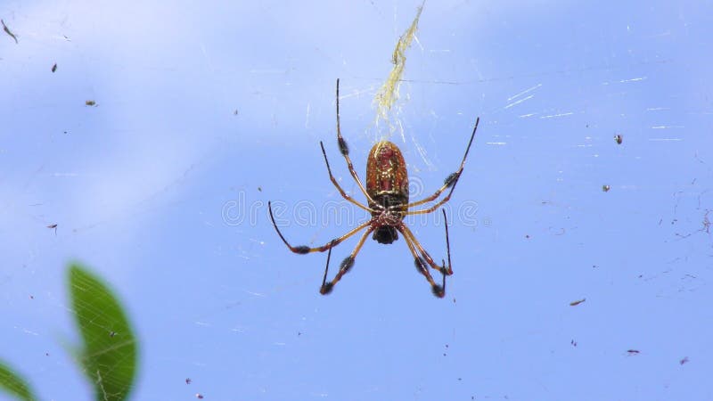 Golden Silk Orb-weaver Spider Biting an Insect with Its Fangs To ... Golden Silk Orb-weaver Spider Biting an Insect with Its Fangs To ...