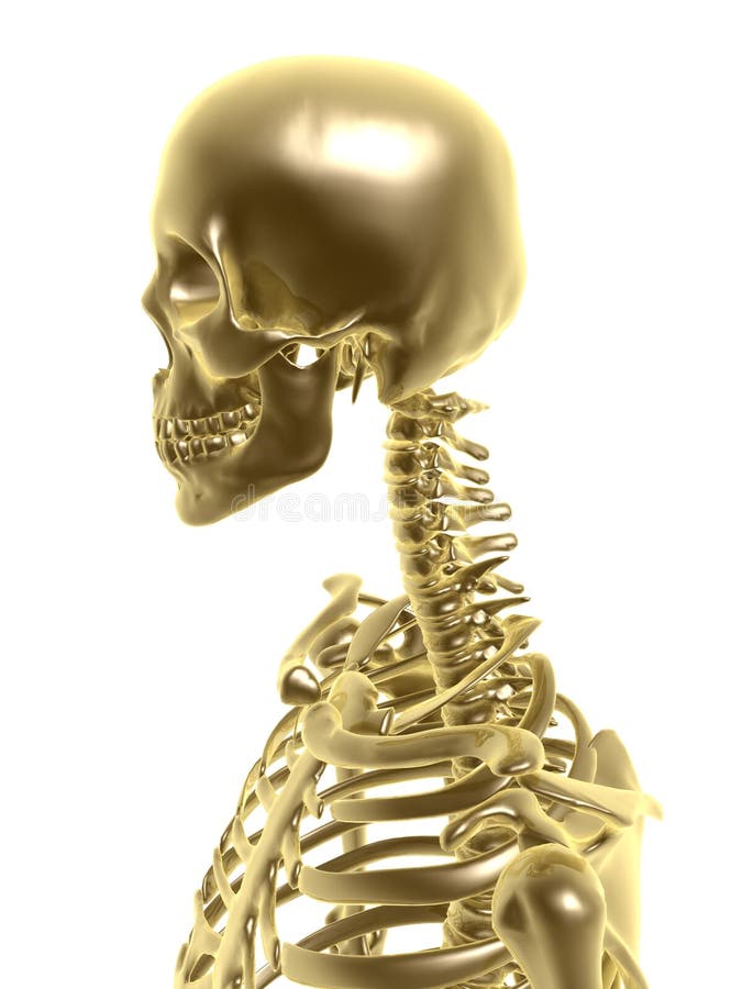 Golden skeleton stock illustration. Illustration of portrait - 15203884