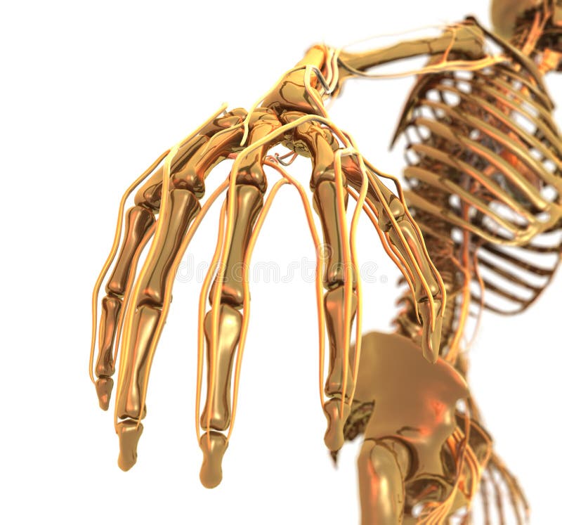 Golden Skeleton stock illustration. Illustration of pelvis - 29068806
