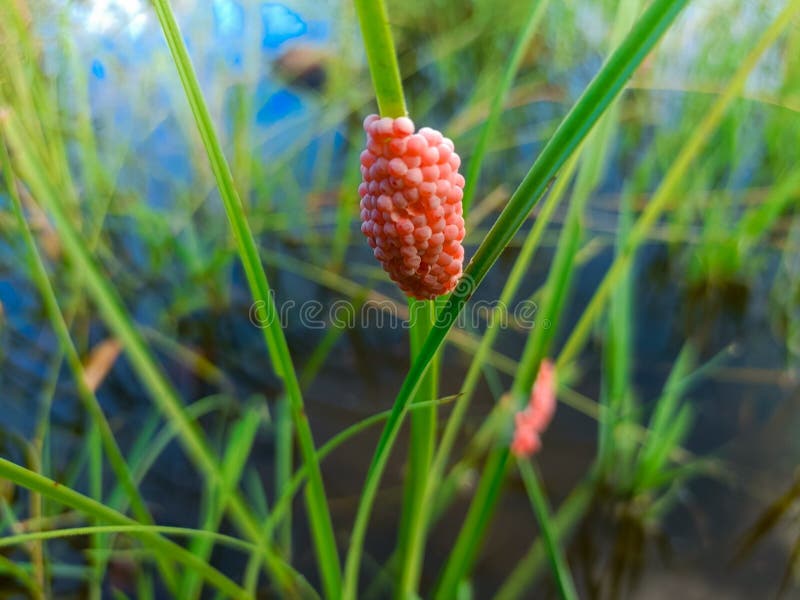 Golden Snail Eggs Attached To Rice Plants Stock Image - Image of nature ...