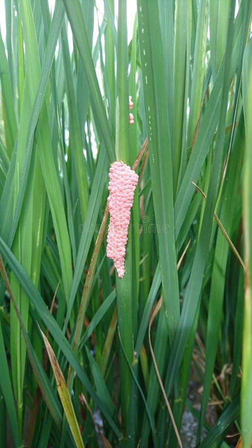 The Golden Snail Eggs on the Rice Plant Stock Photo - Image of plant ...