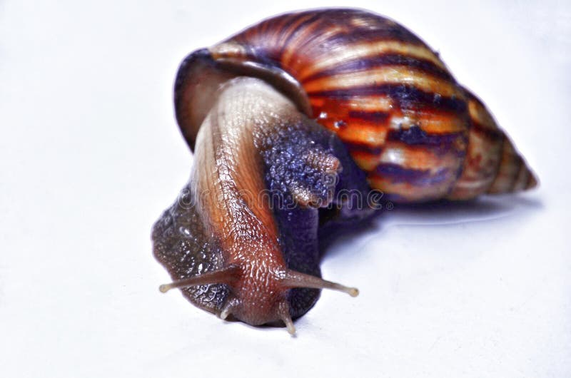 Golden snail spiral shell stock image. Image of pattern - 22405065