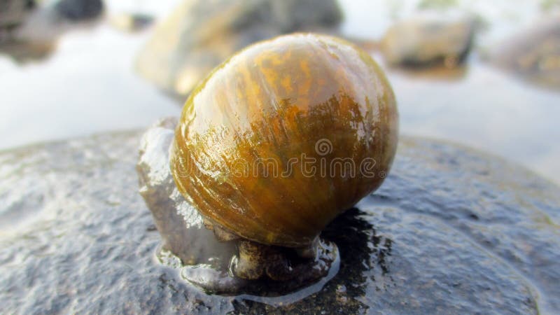 Golden snail stock photo. Image of golden, front, animal - 220540230