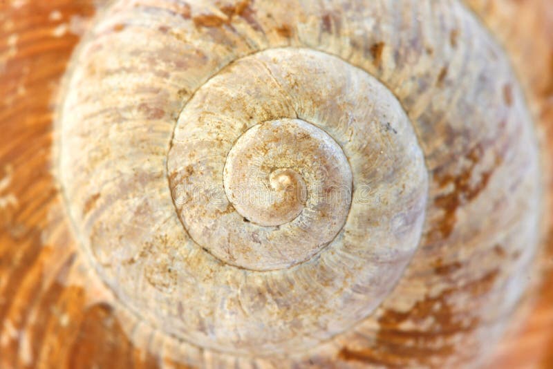Golden snail spiral shel stock image. Image of close - 22322487