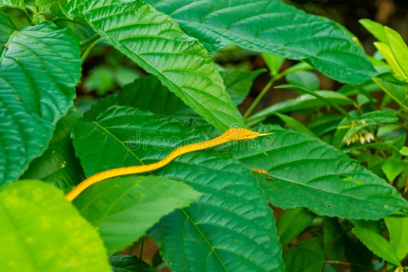 1,942 Branch Green Leaf Snake Stock Photos - Free & Royalty-Free Stock ...
