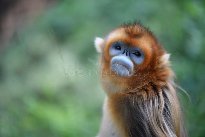 Golden Snub Nosed Monkey Eating