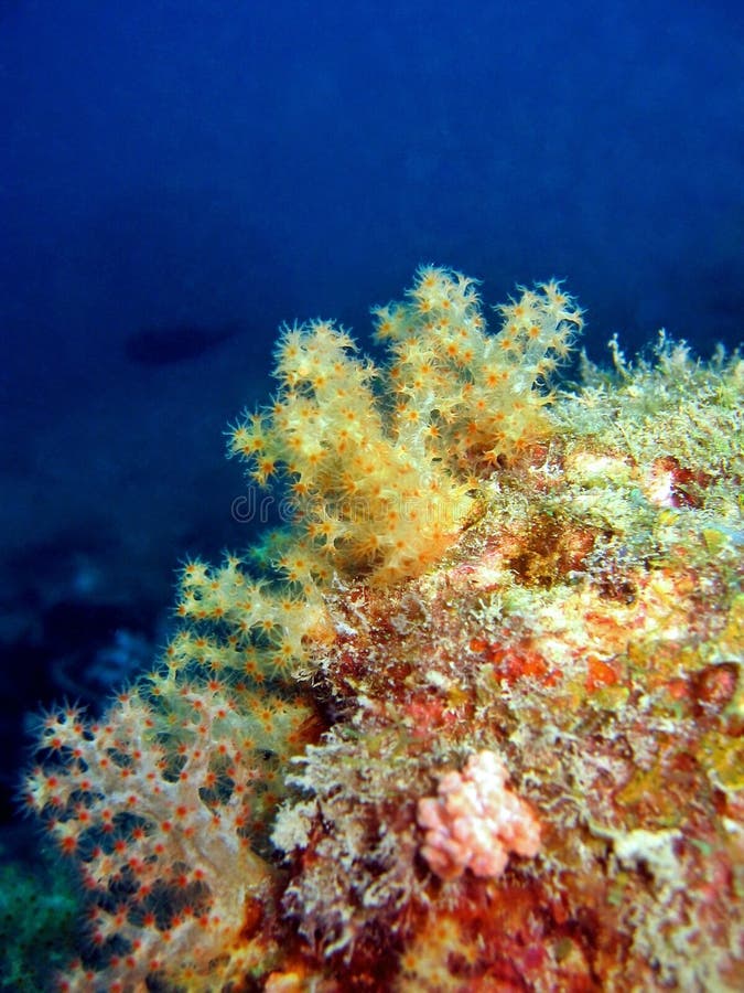 Golden Soft Coral stock photo. Image of underwater, ocean - 925066