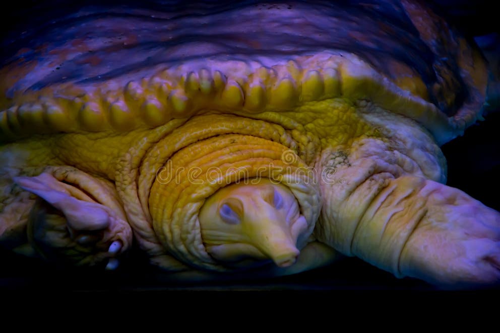 Golden Soft Shelled Turtle stock image. Image of soft - 42269549