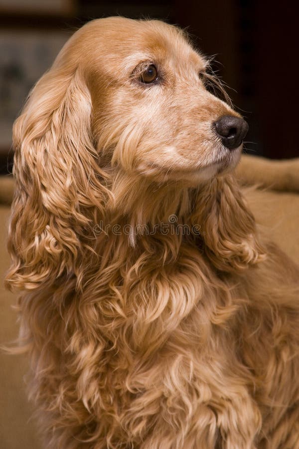 Golden spaniel portrait stock image. Image of cocker, brown - 5142085