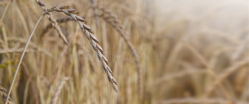 Golden spelt field stock image. Image of ferry, farming - 205368315