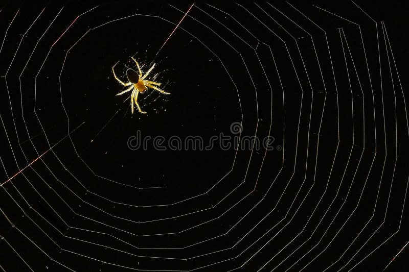Golden Spider Illuminated by Sunlight in the Middle of Cobweb on Black ...