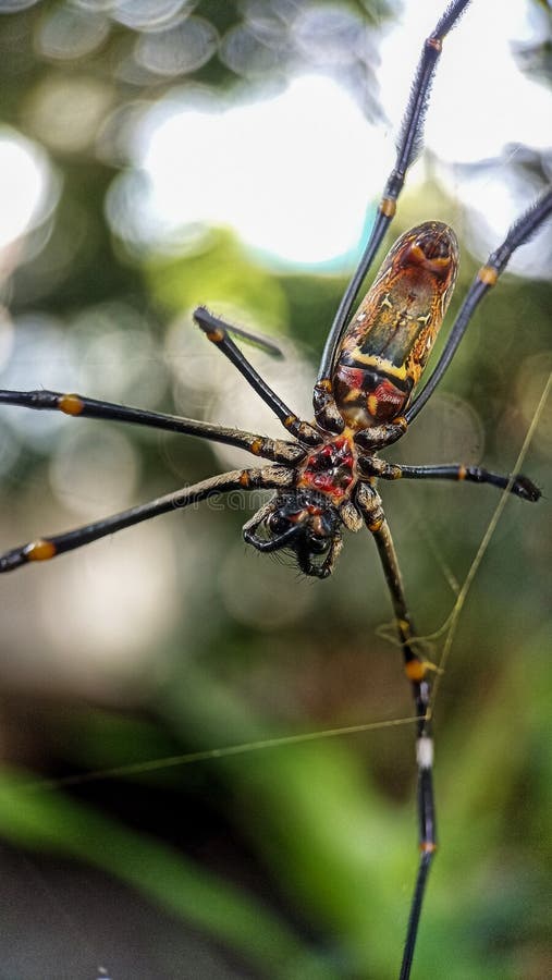 Golden spider on the web stock photo. Image of pest - 269933750