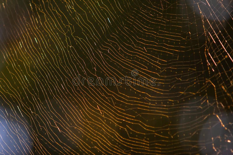 Golden Spider Web Pattern Backlit by Sun Stock Image - Image of insect ...