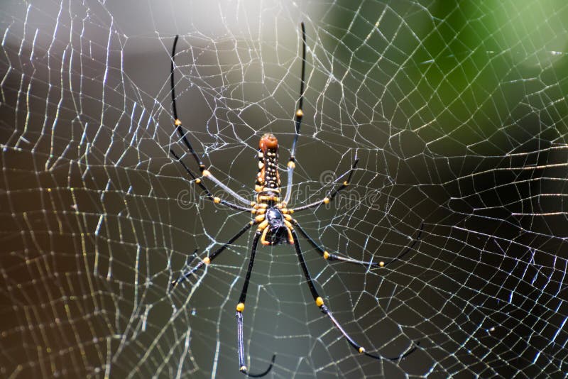 Golden Spider on it Web in the Wild Stock Image - Image of shot, insect ...