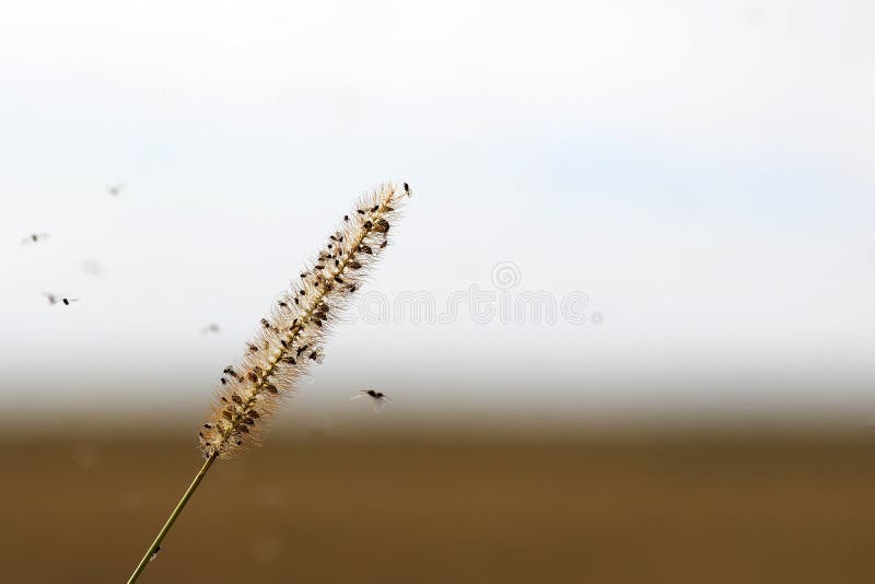 Golden Spike is Covered in Small Flies Stock Photo - Image of macro ...