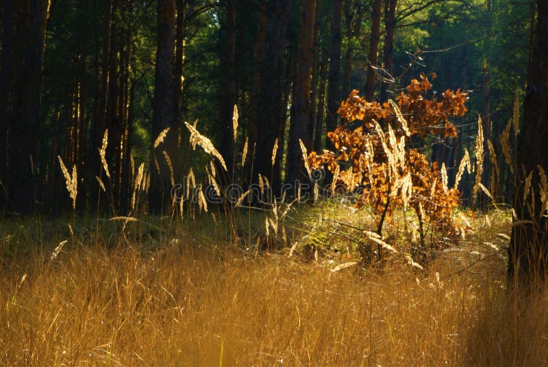Golden Spikelets in the Forest Stock Image - Image of wheat, golden ...
