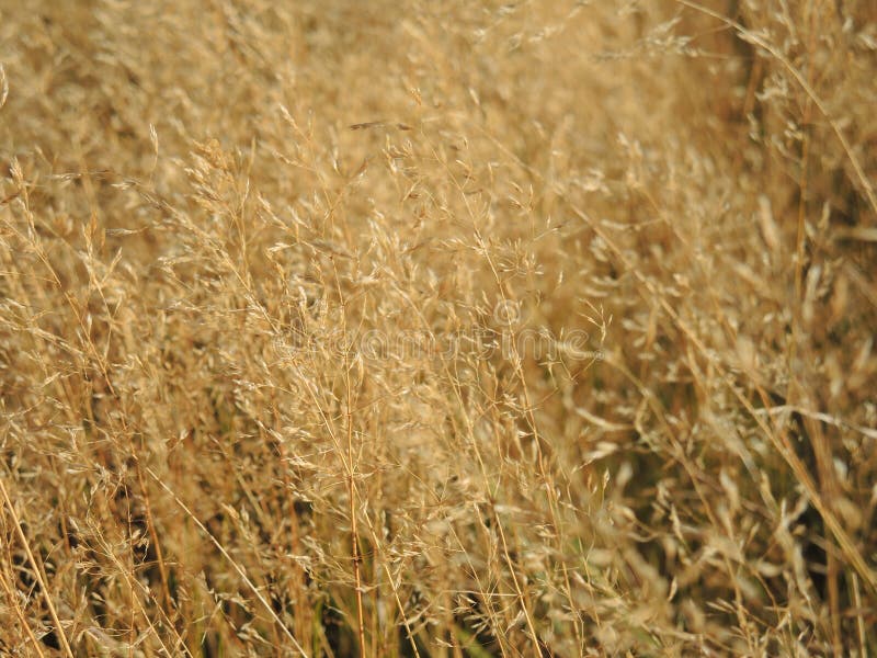 Golden spikes stock image. Image of nature, long, summer - 32975101